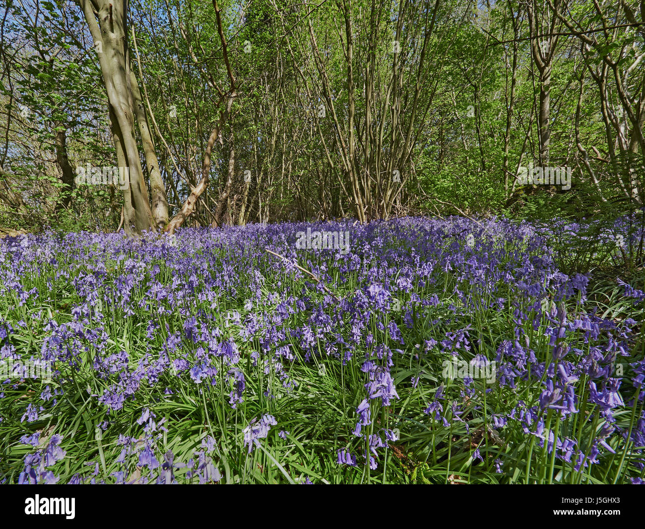 Bluebell woods in spring Stock Photo - Alamy