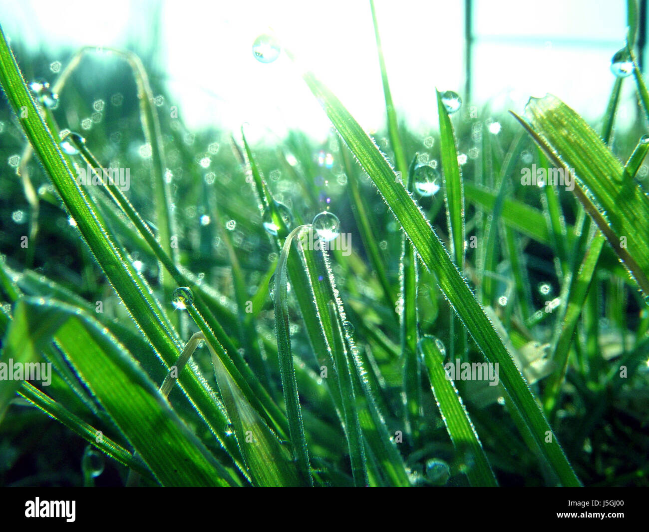 green field grasses radiate dew in the morning radiation dazzled meadow ...