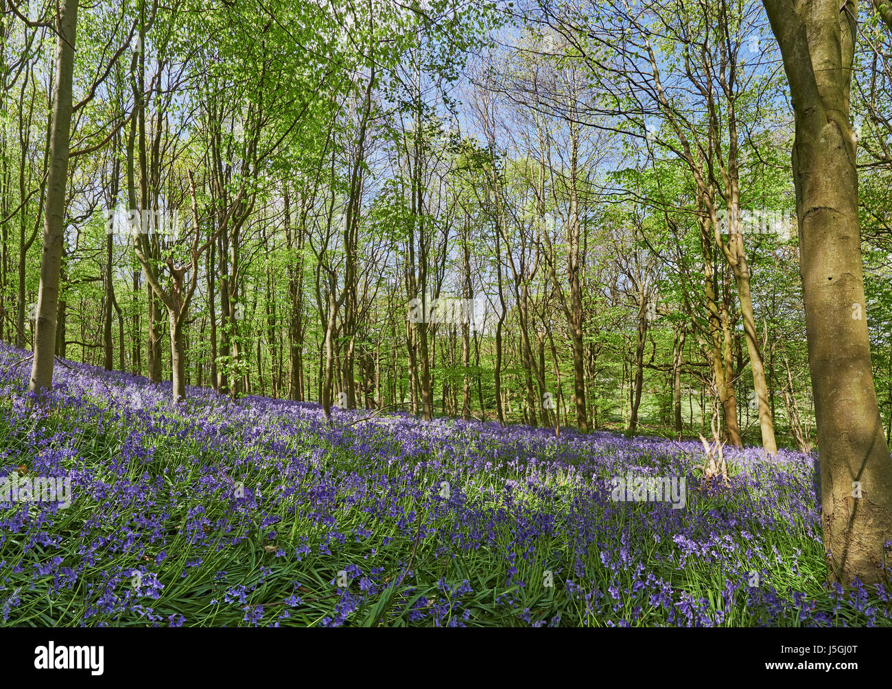 Bluebell woods in spring Stock Photo - Alamy