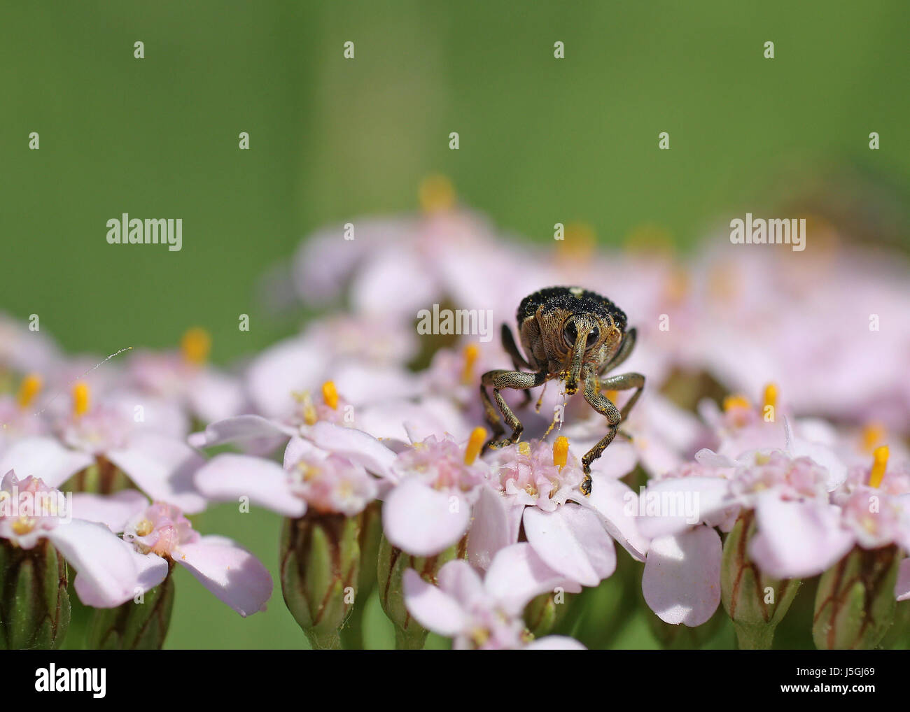 Front view of an elephant bug with alien eyes,Eubulus Bisignatus, on ...