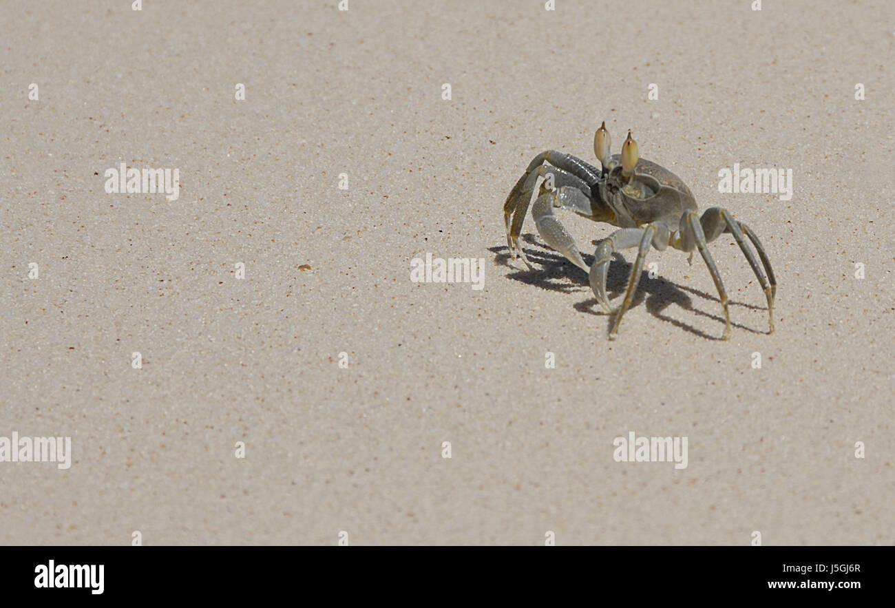 legs animal scrabble crawling curiosity beach seaside the beach ...