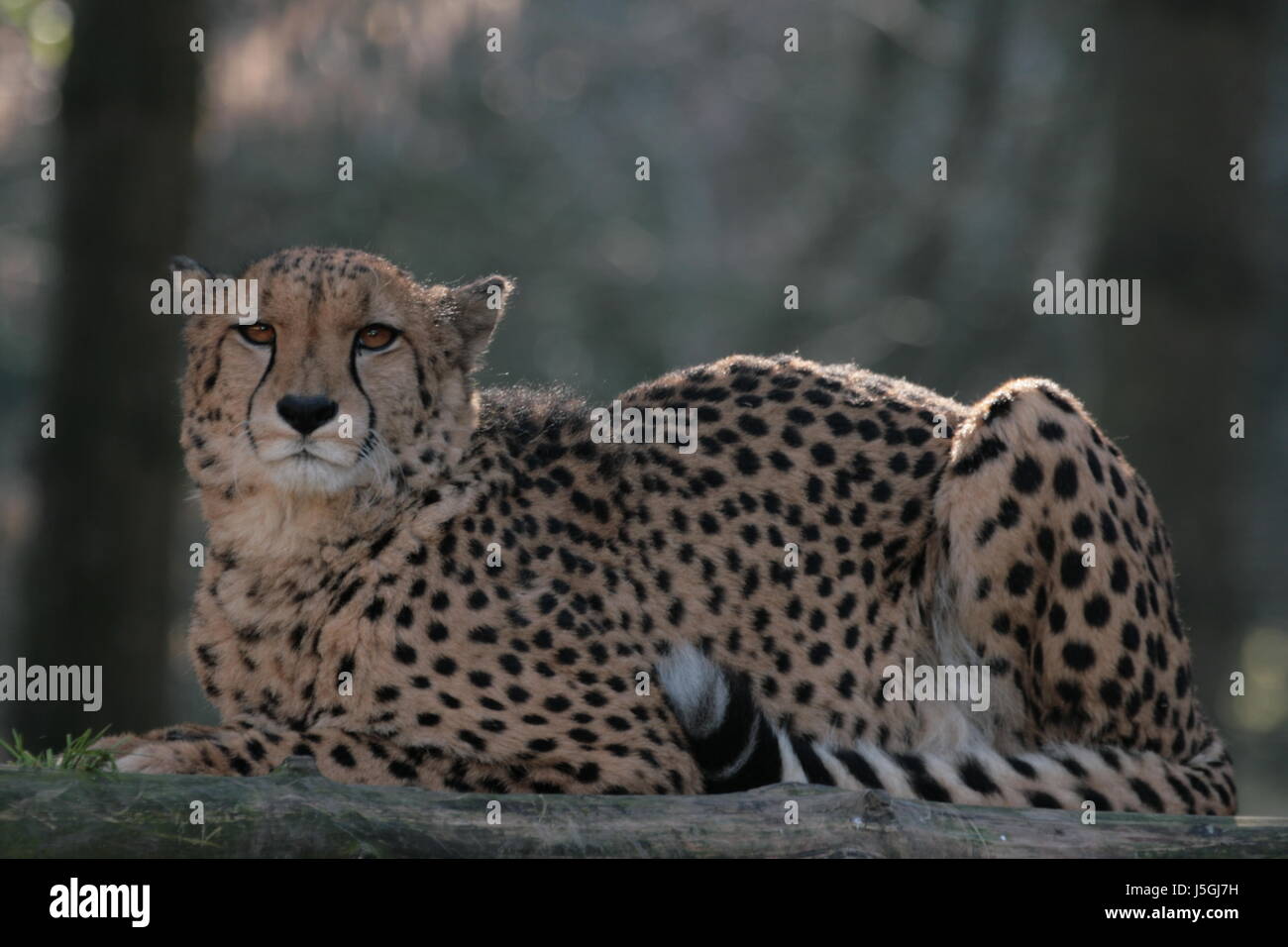 africa namibia big cat feline predator zoo predator sprinter pussycat ...