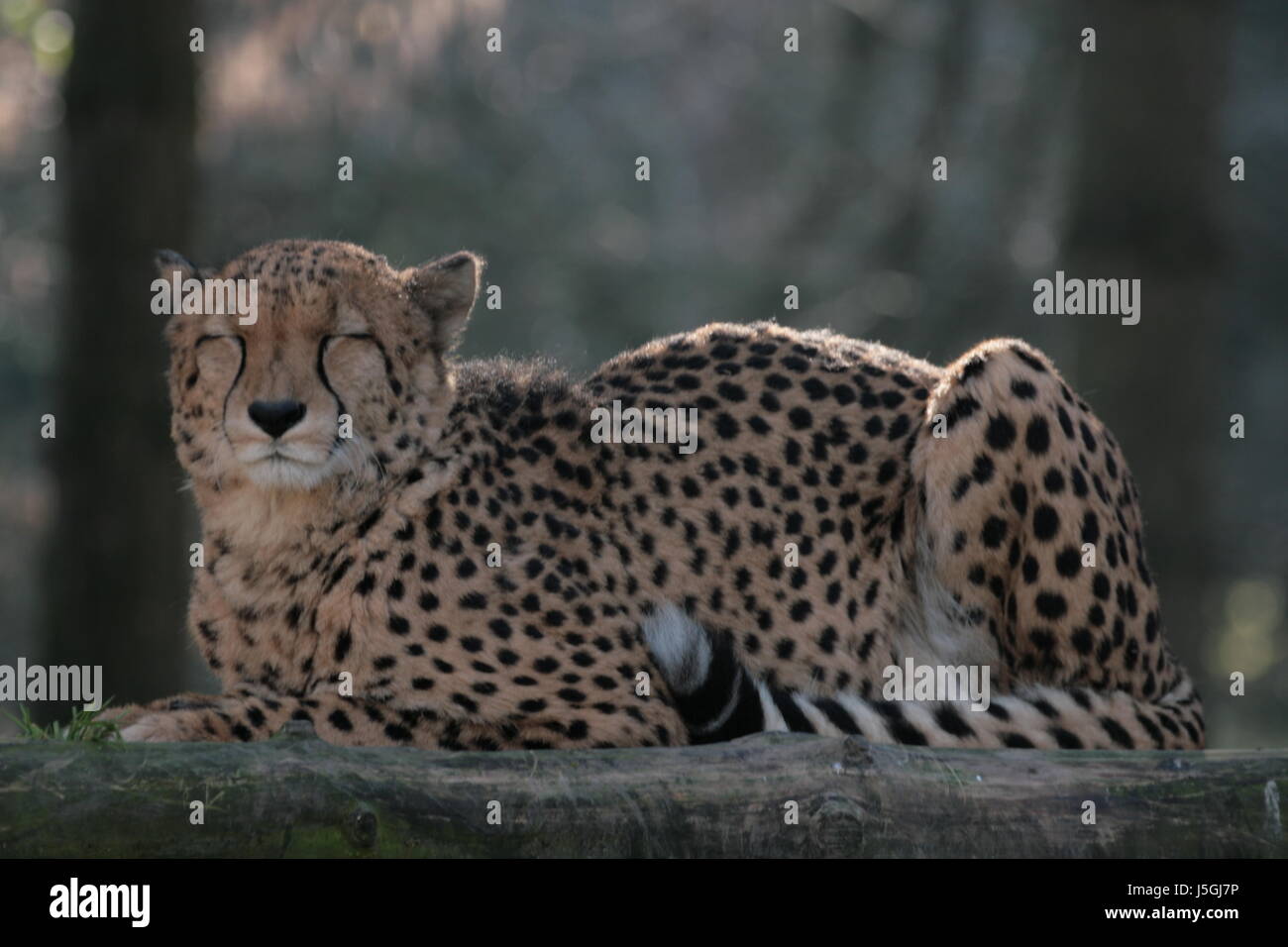 africa namibia big cat feline predator zoo predator sprinter pussycat ...