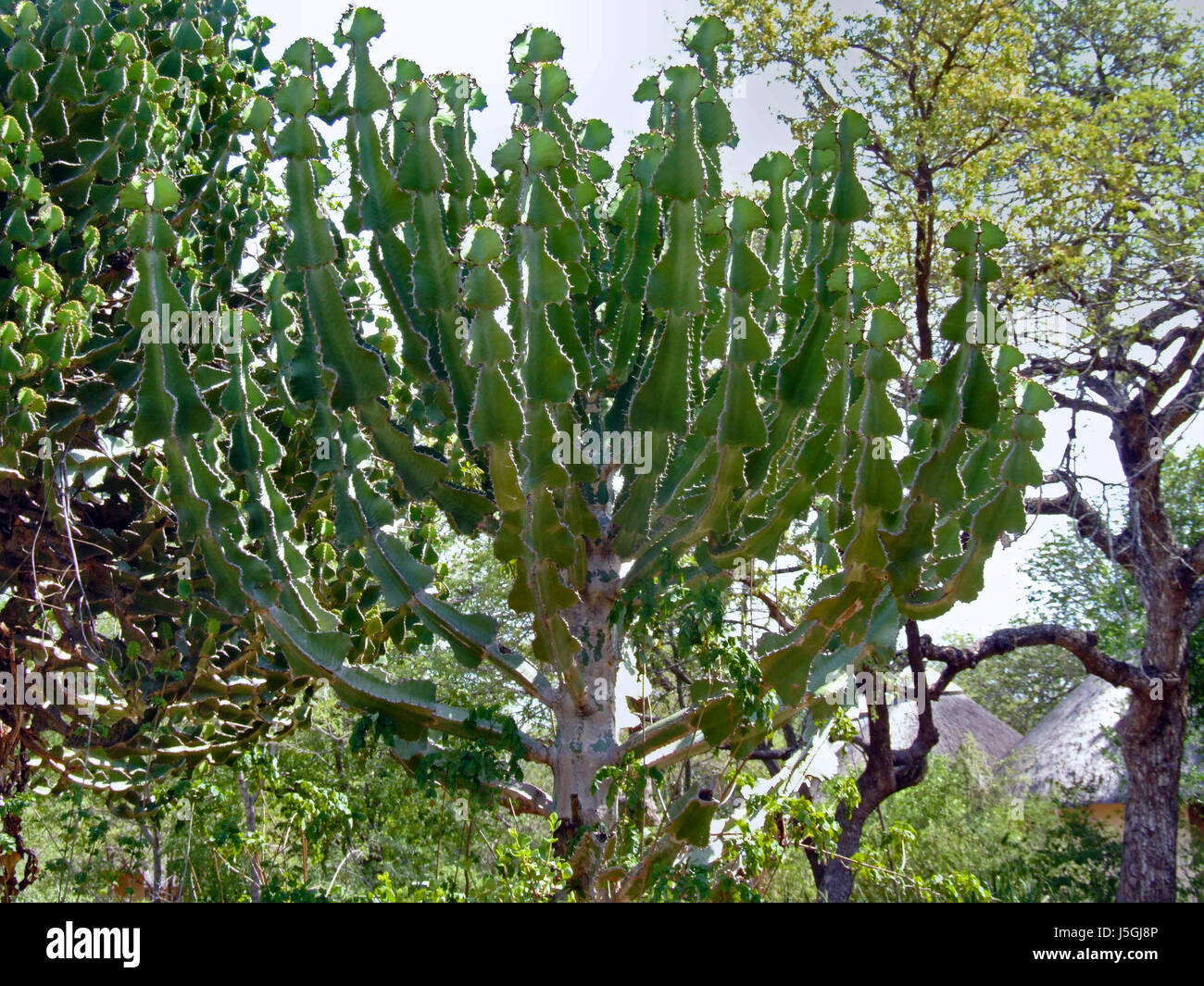 desert wasteland green africa flora hot pain prickle thorns pointed ...
