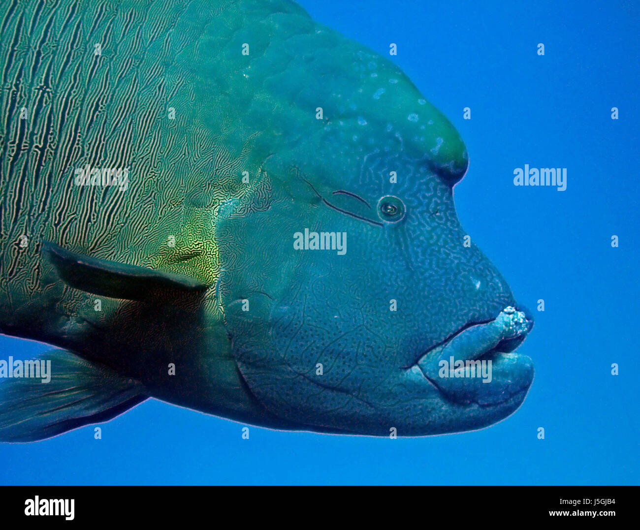 fish underwater salt water sea ocean water blue fish underwater egypt ...