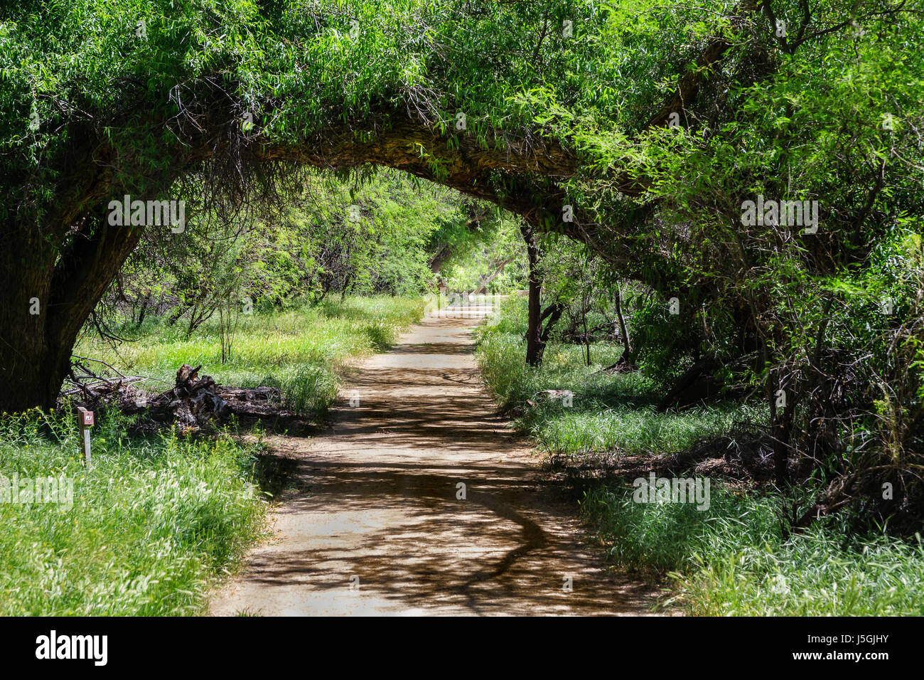 The forrest path as a metaphor for the journey of life Stock Photo - Alamy
