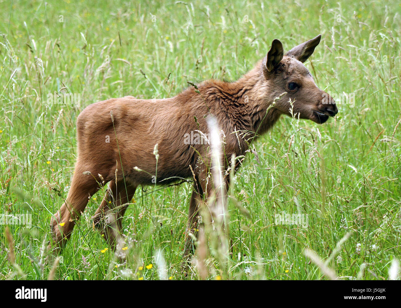 Wolf young moose hi-res stock photography and images - Alamy