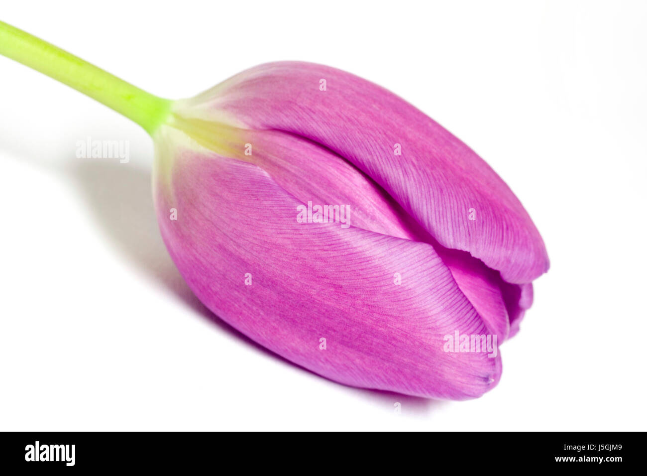 flower plant bloom blossom flourish flourishing lie lying lies spring ...