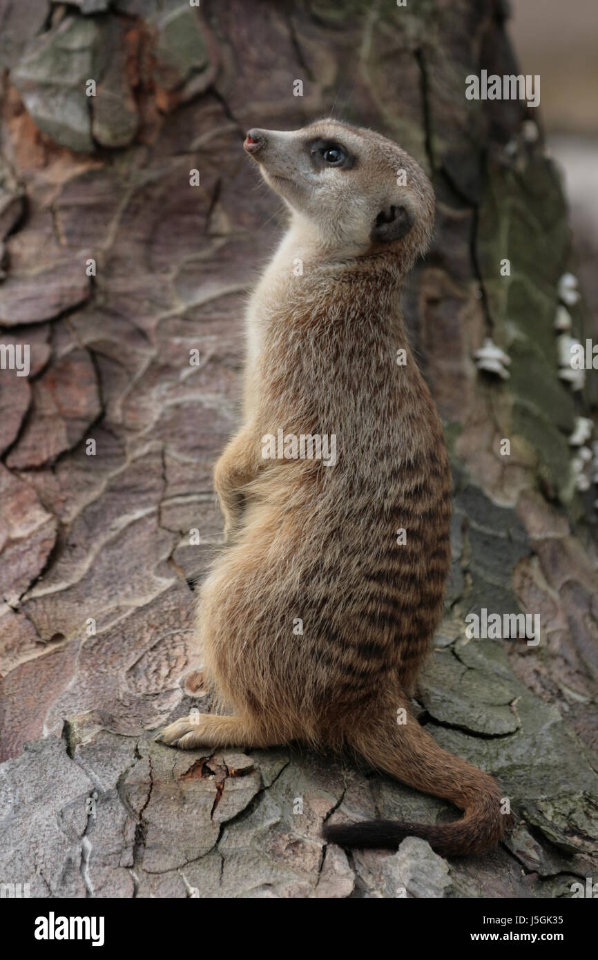 mammal cave africa south africa snag pack globe planet earth world ...