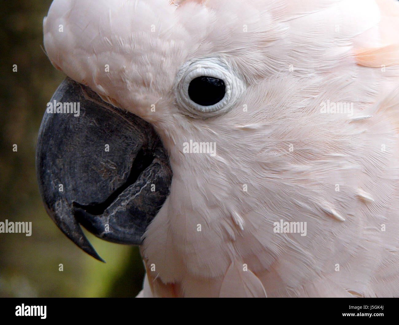 bird eye organ birds look glancing see view looking peeking looking at ...