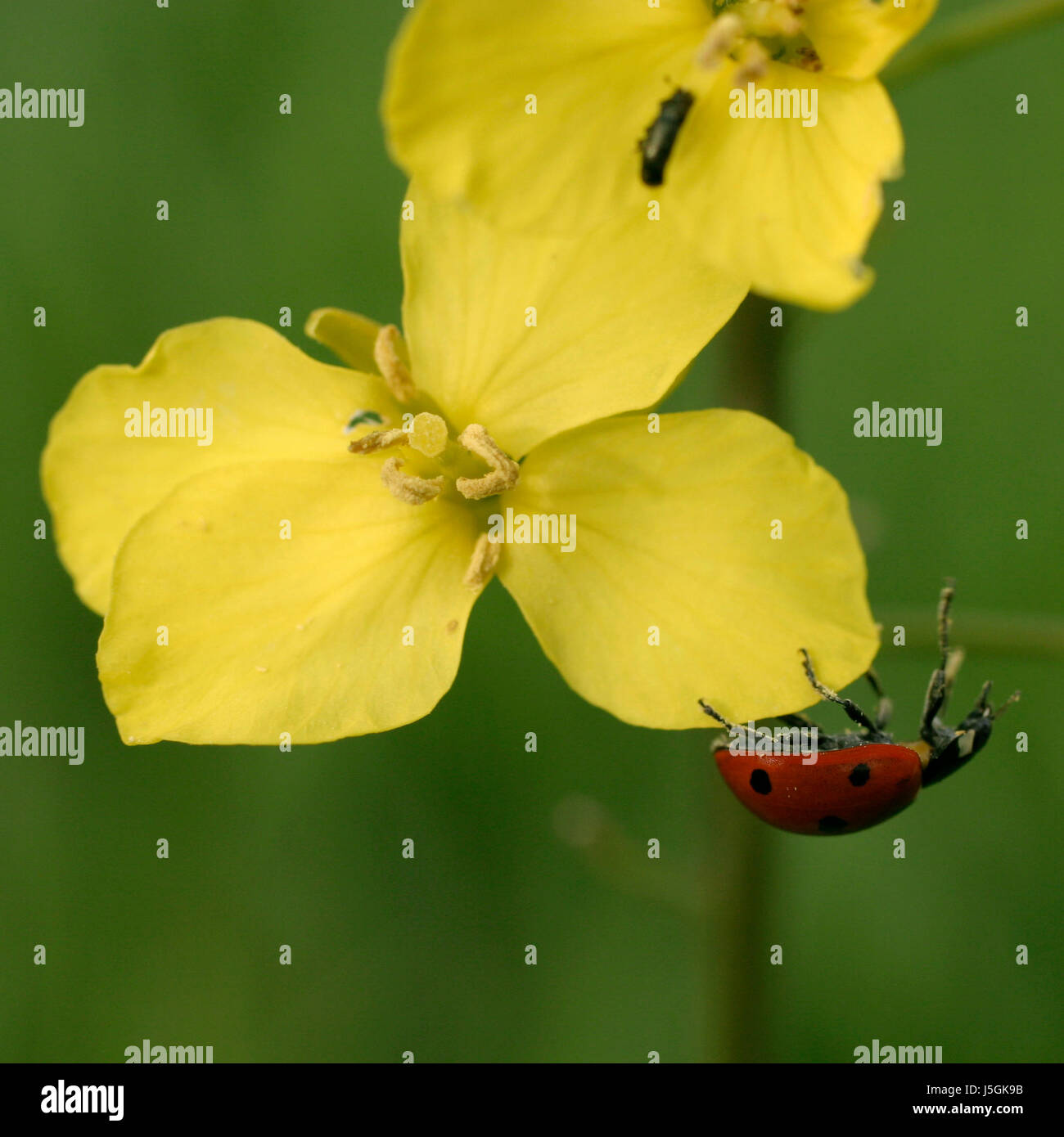 ladybird on flower Stock Photo - Alamy