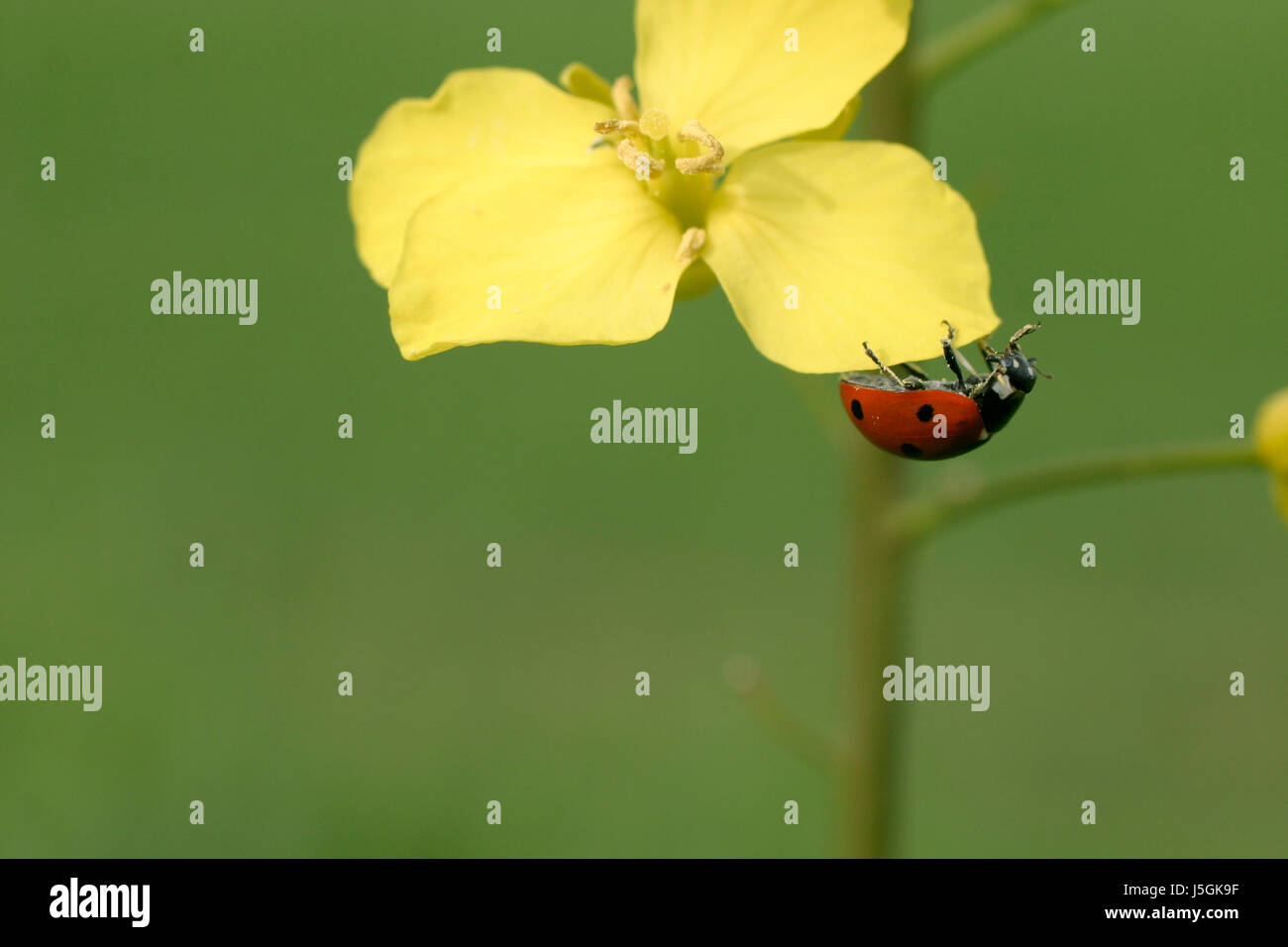 ladybird on flower Stock Photo - Alamy