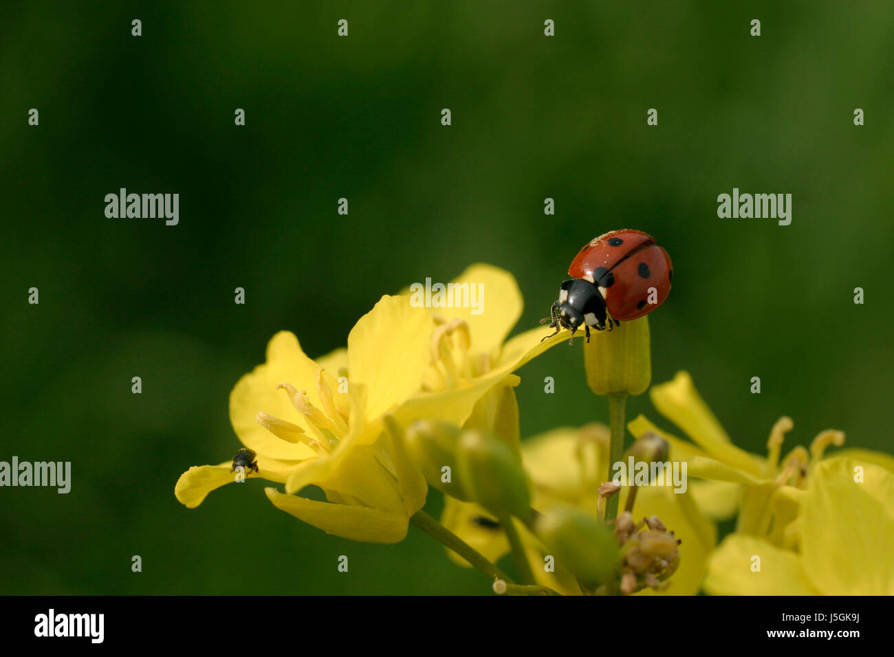 Plant varmints hi-res stock photography and images - Alamy