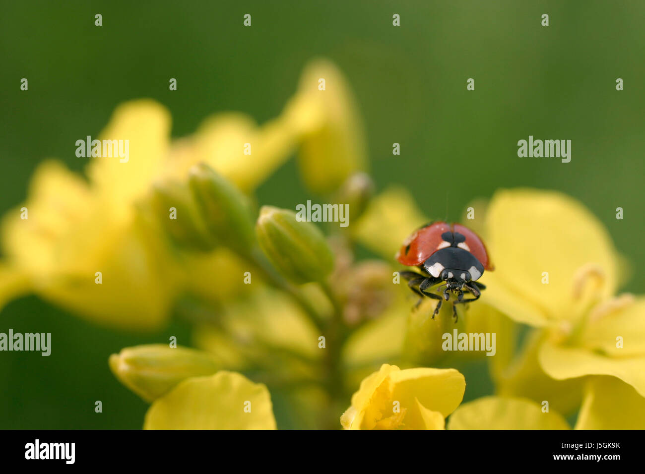 ladybird on flower Stock Photo - Alamy
