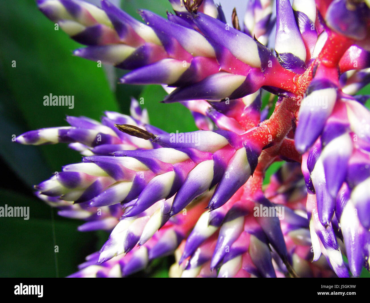 blue shine shines bright lucent light serene luminous flower plant ...