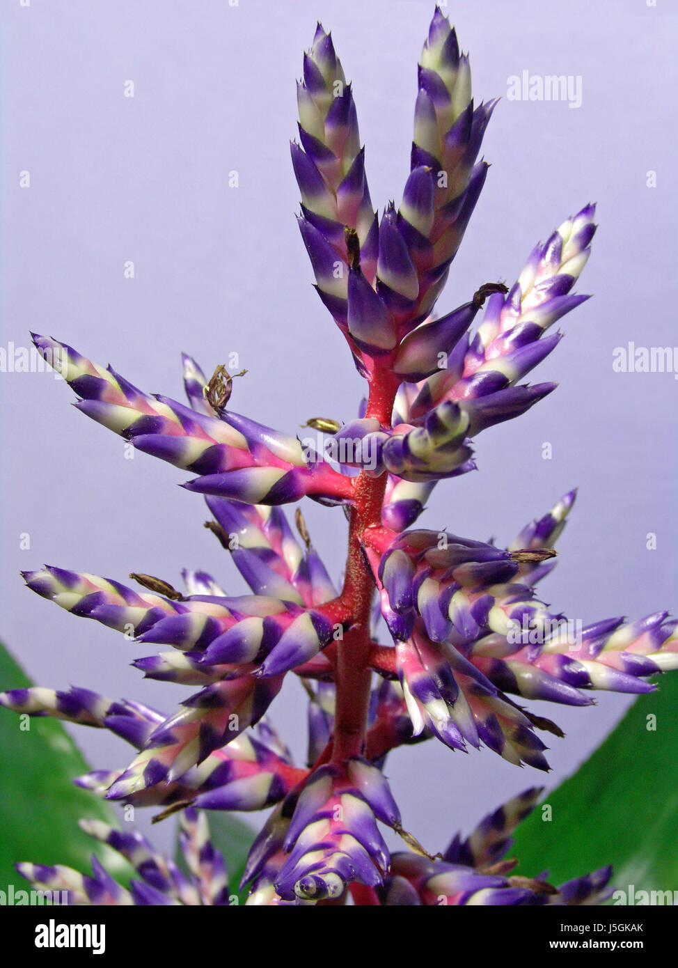 blue shine shines bright lucent light serene luminous flower plant ...