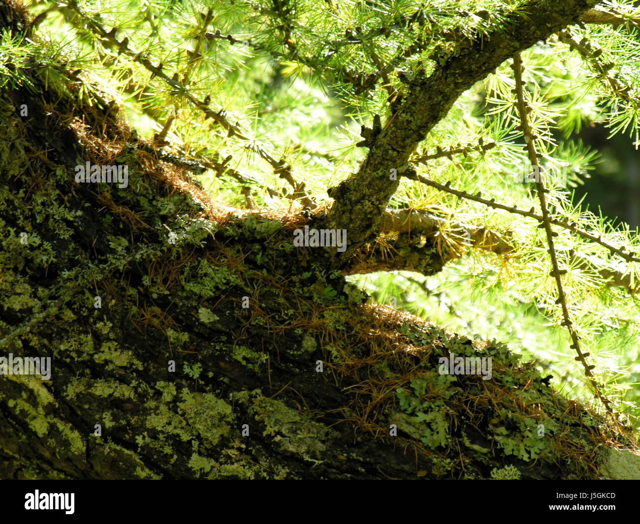 tree virgin forest protect protection conifer forest larch contactor ...