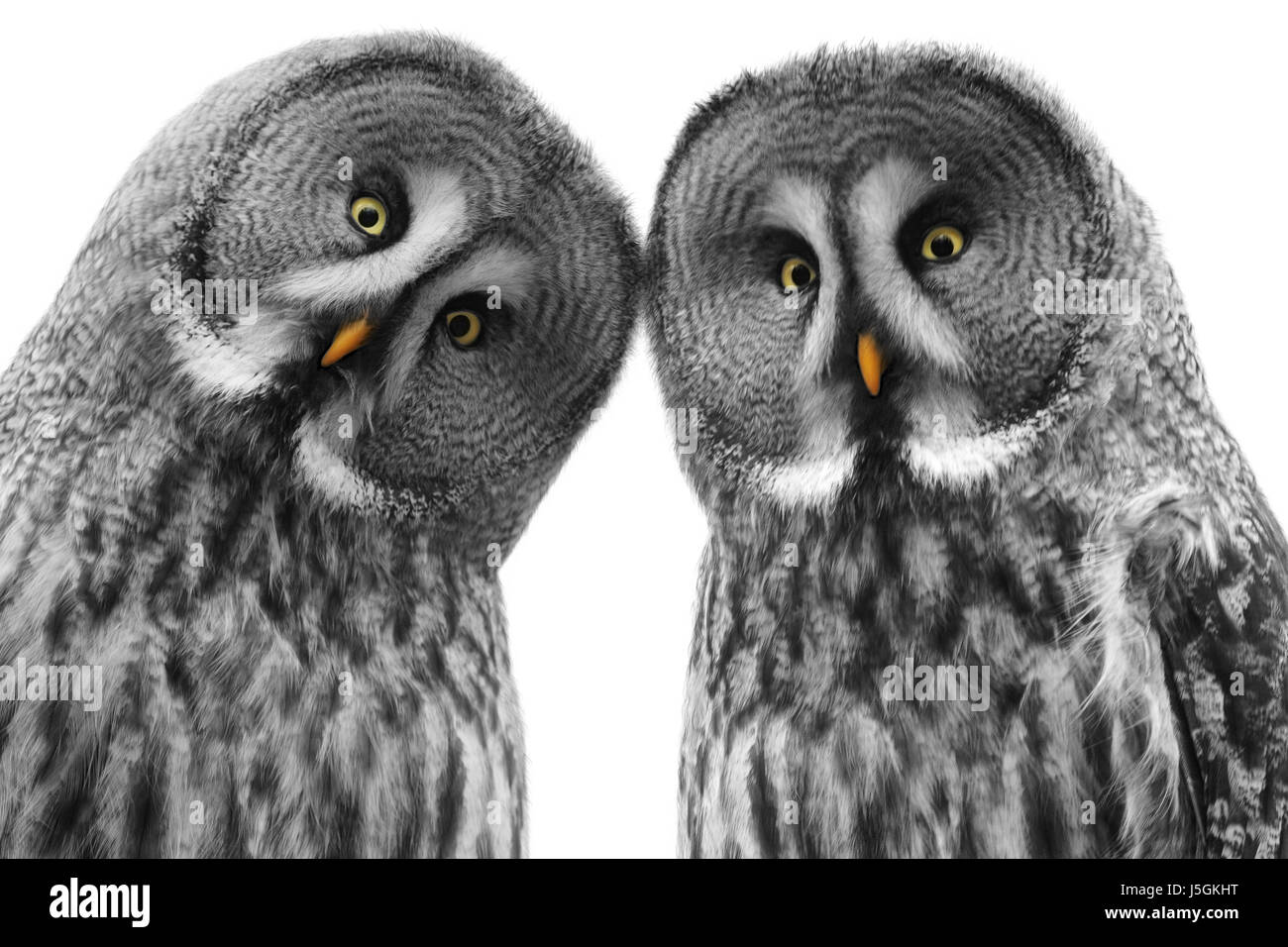 isolated optional animal bird snug curiosity night nighttime hunter ...