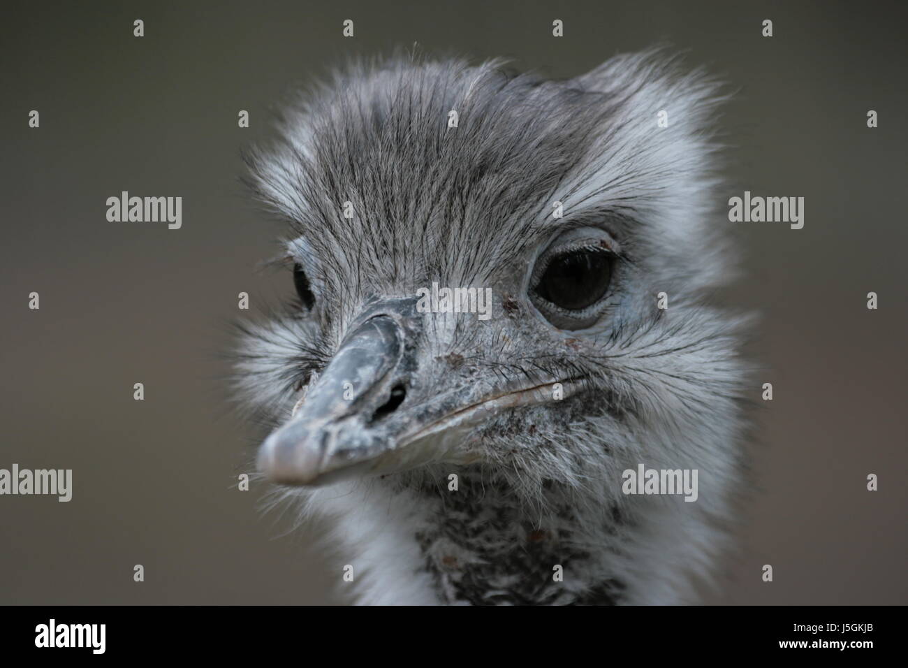 bird birds brazil pampas cursorial birds meadow grass lawn green rhea ...