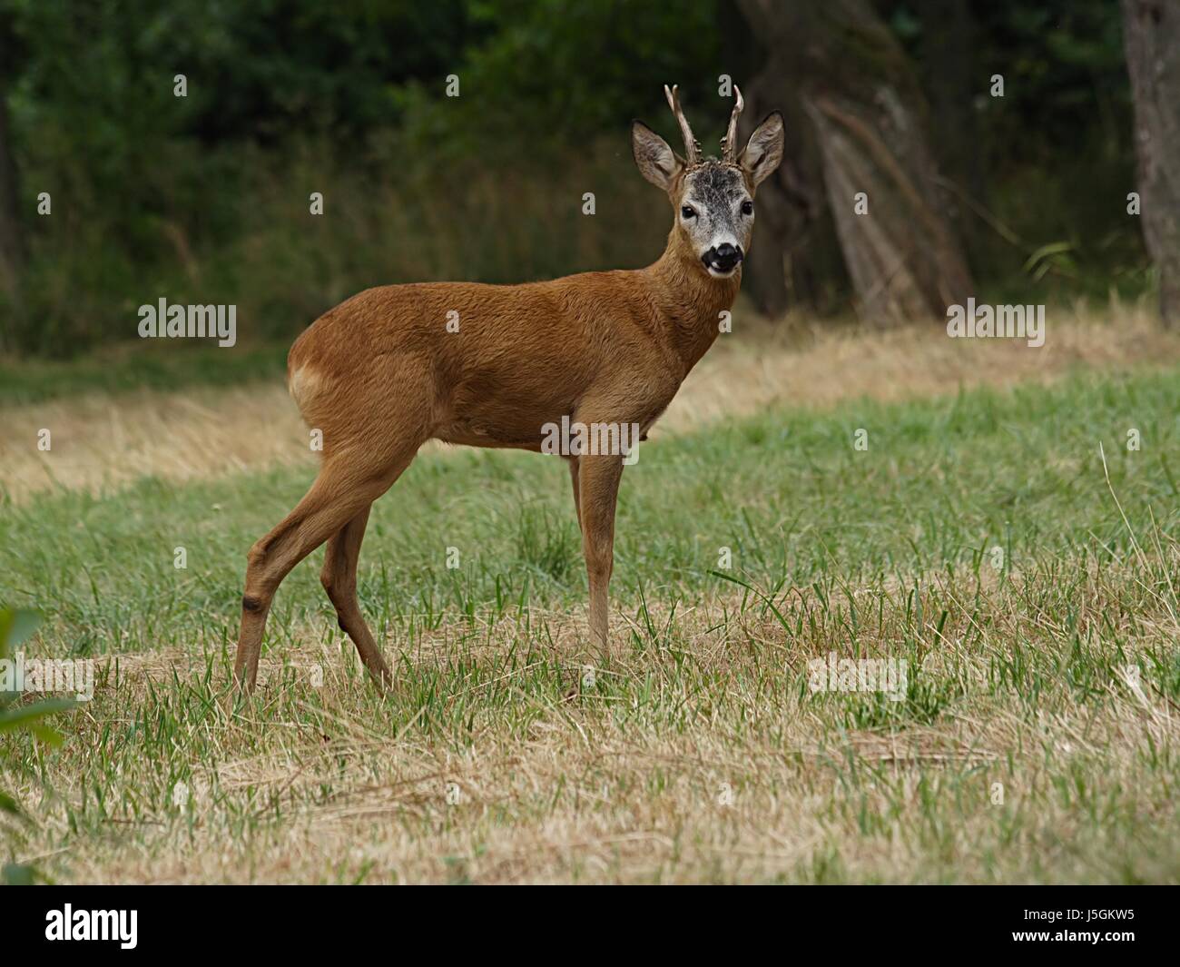 listen animal mammal buck watchful summer summerly wildlife roebuck ...