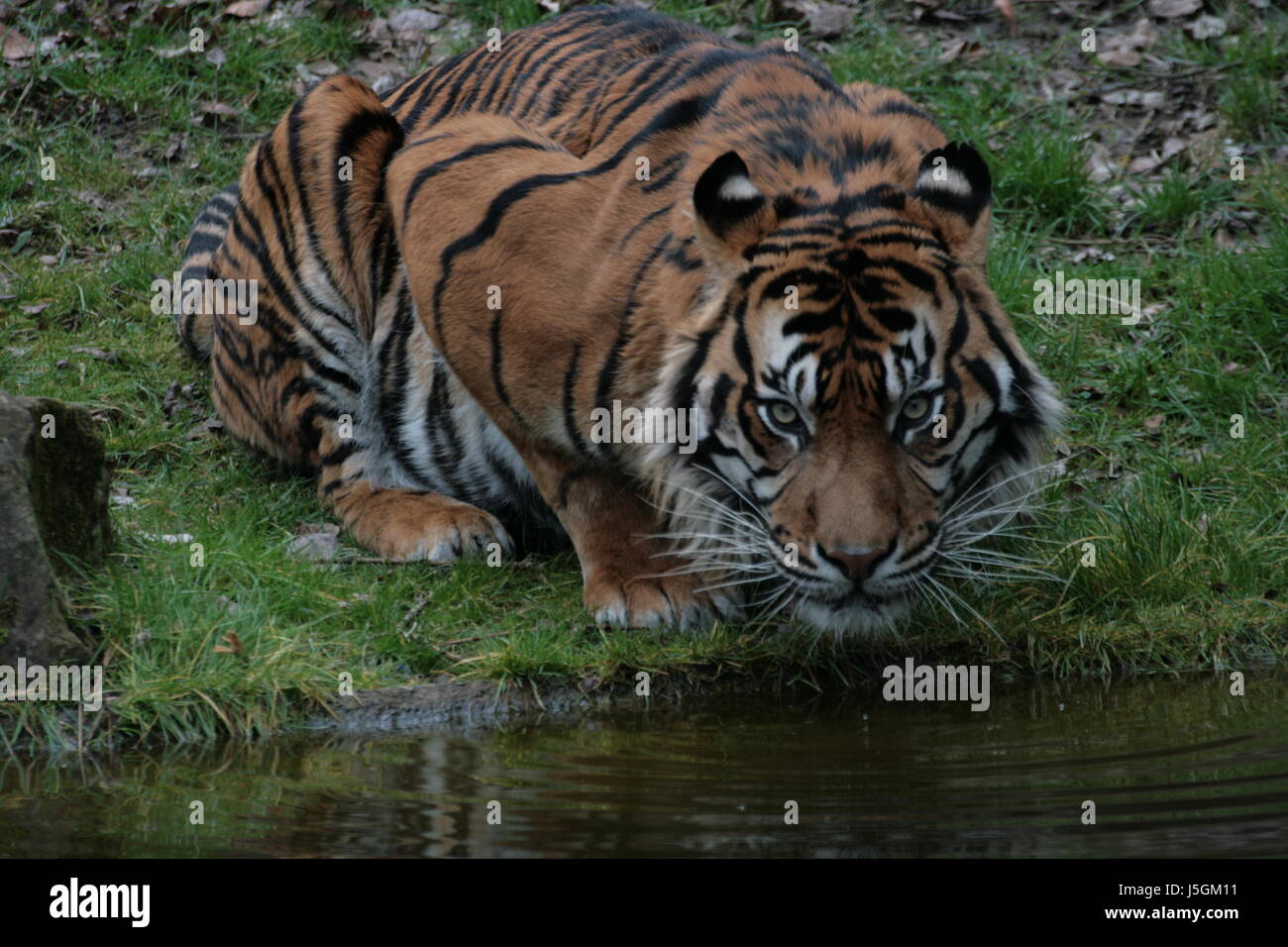 big cat feline predator cat tiger predator pastureland pussycat ...