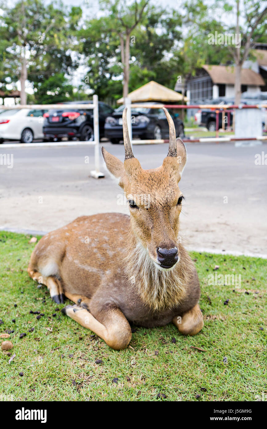 Close up of Spotted Deer in car park Stock Photo - Alamy
