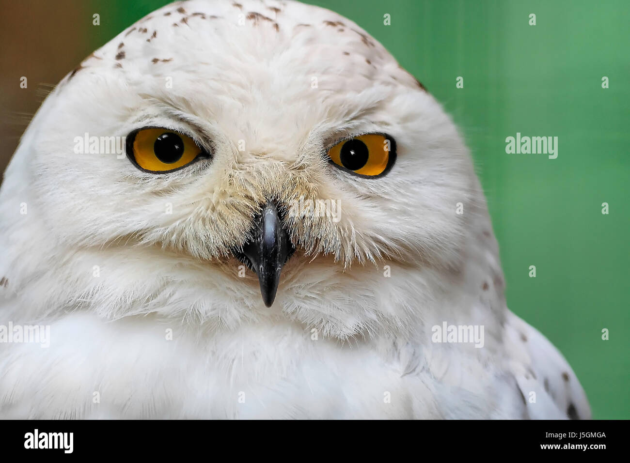 bird birds eyes look glancing see view looking peeking looking at beak ...