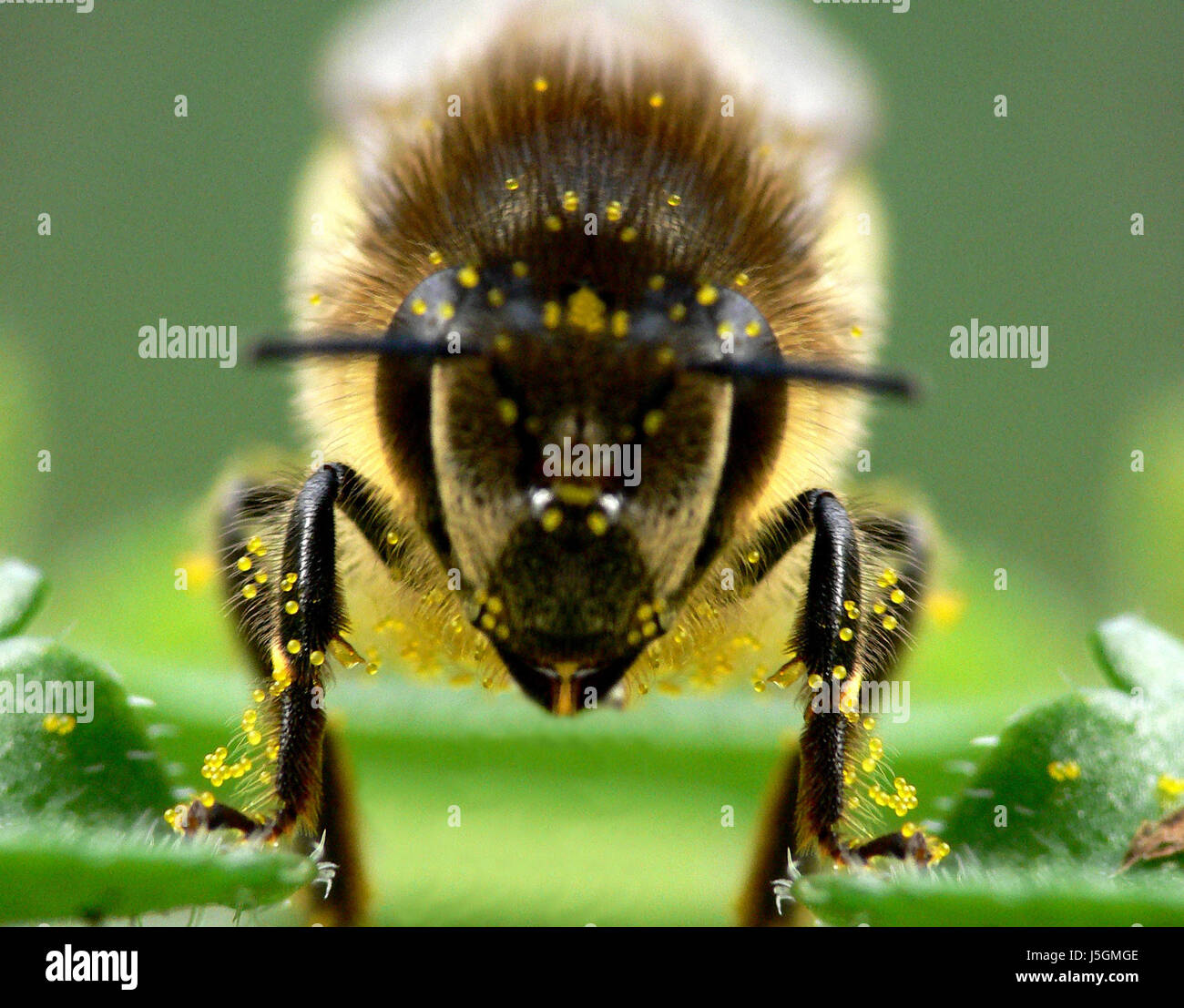 Bienenkopf hi-res stock photography and images - Alamy