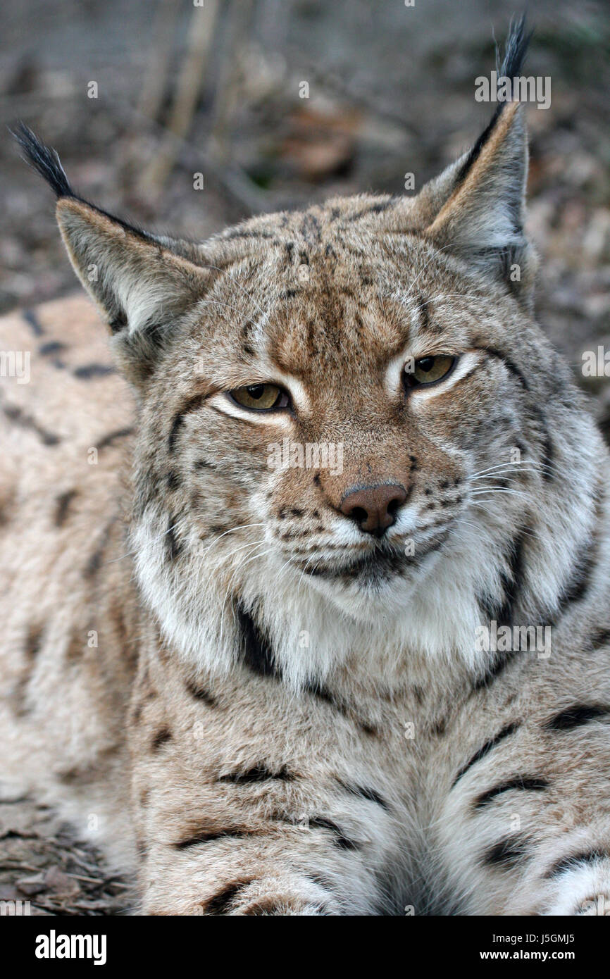 big cat feline predator skin purr predator wildcat district cat lynx ...