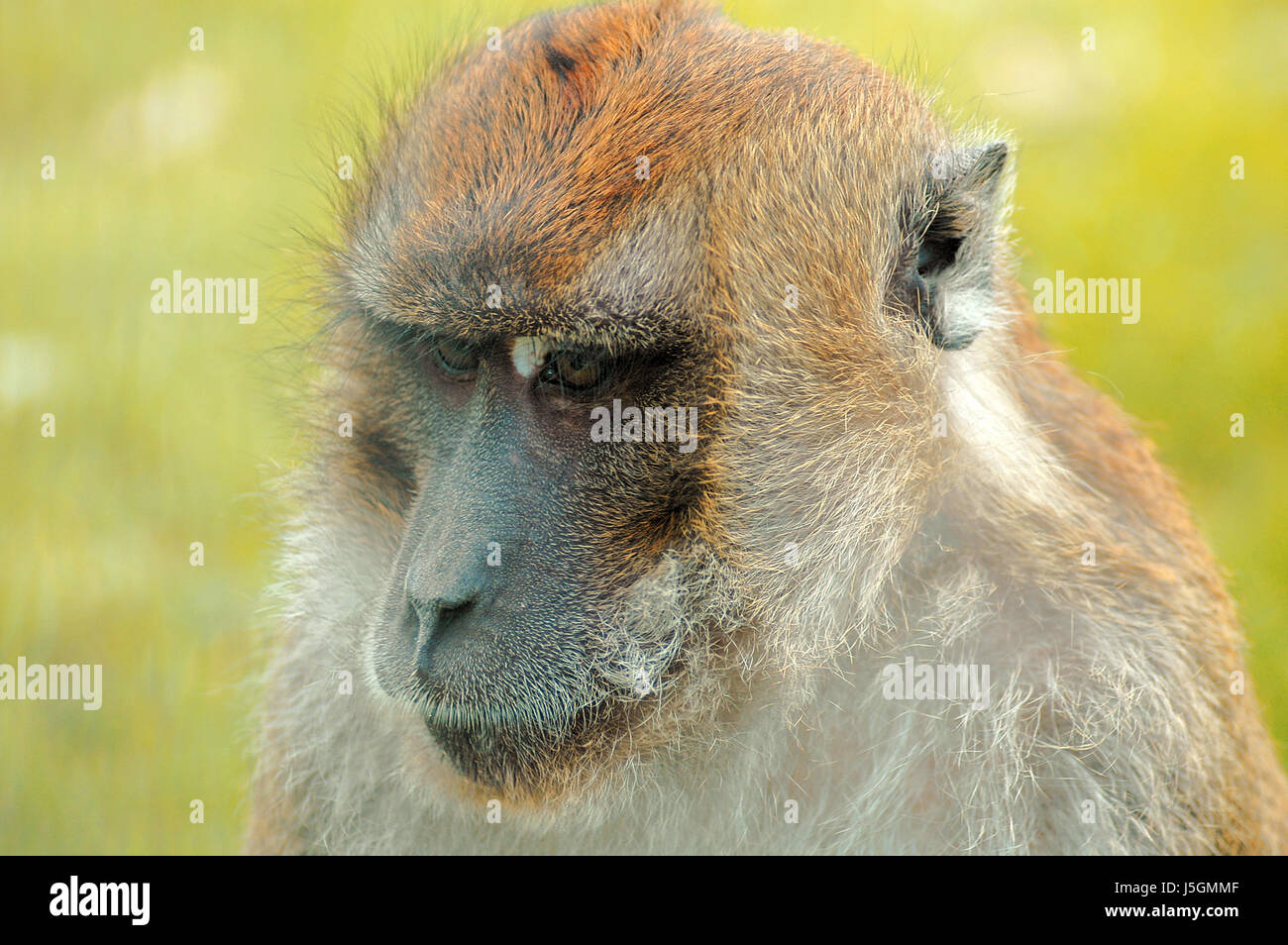 mouth face monkey eyes zoo hairs ears look glancing see view looking ...