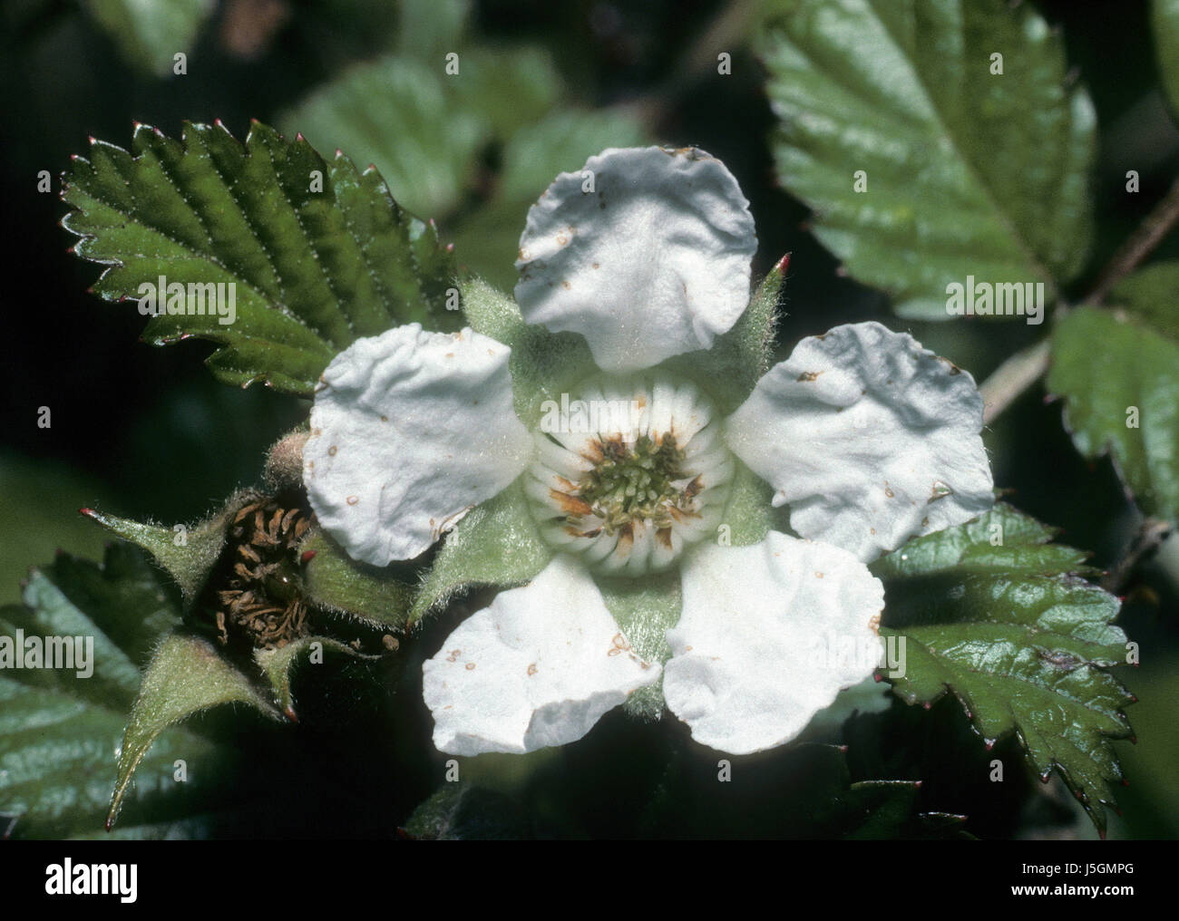 Rubus biflorus hi-res stock photography and images - Alamy