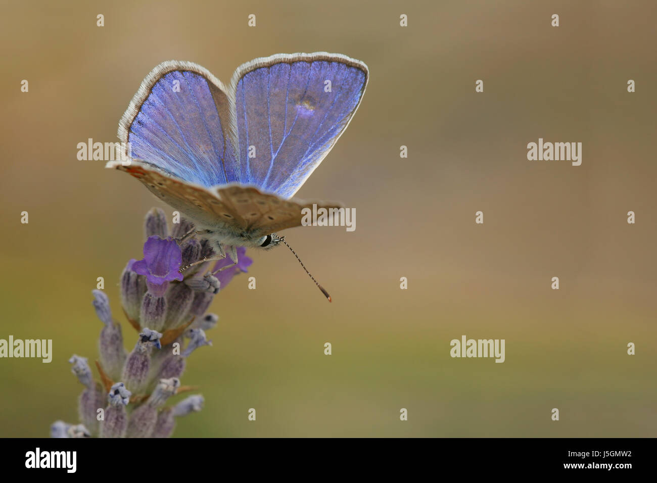 blue animal insect insects bloom blossom flourish flourishing butterfly ...
