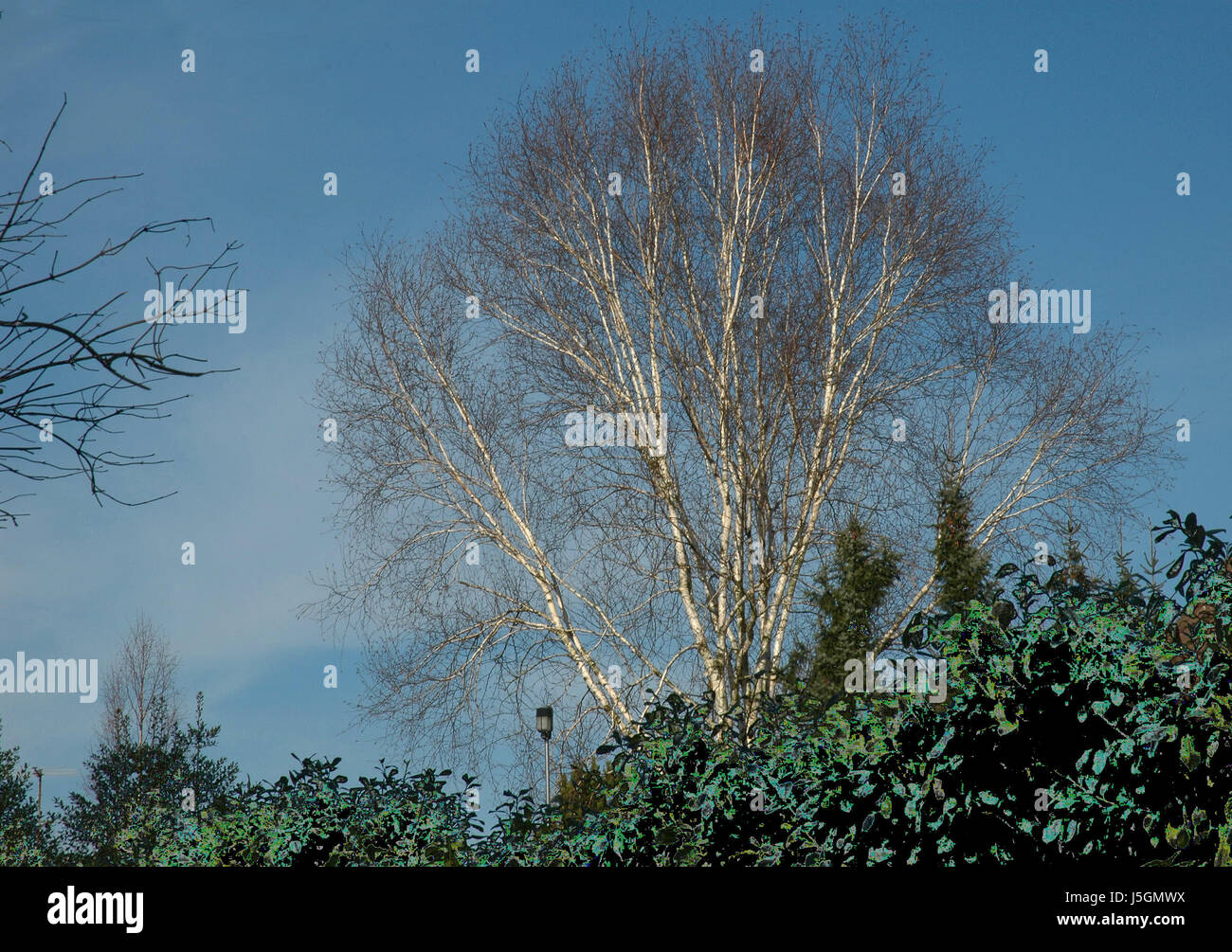 tree trees spring birch solitaire germany german federal republic ...