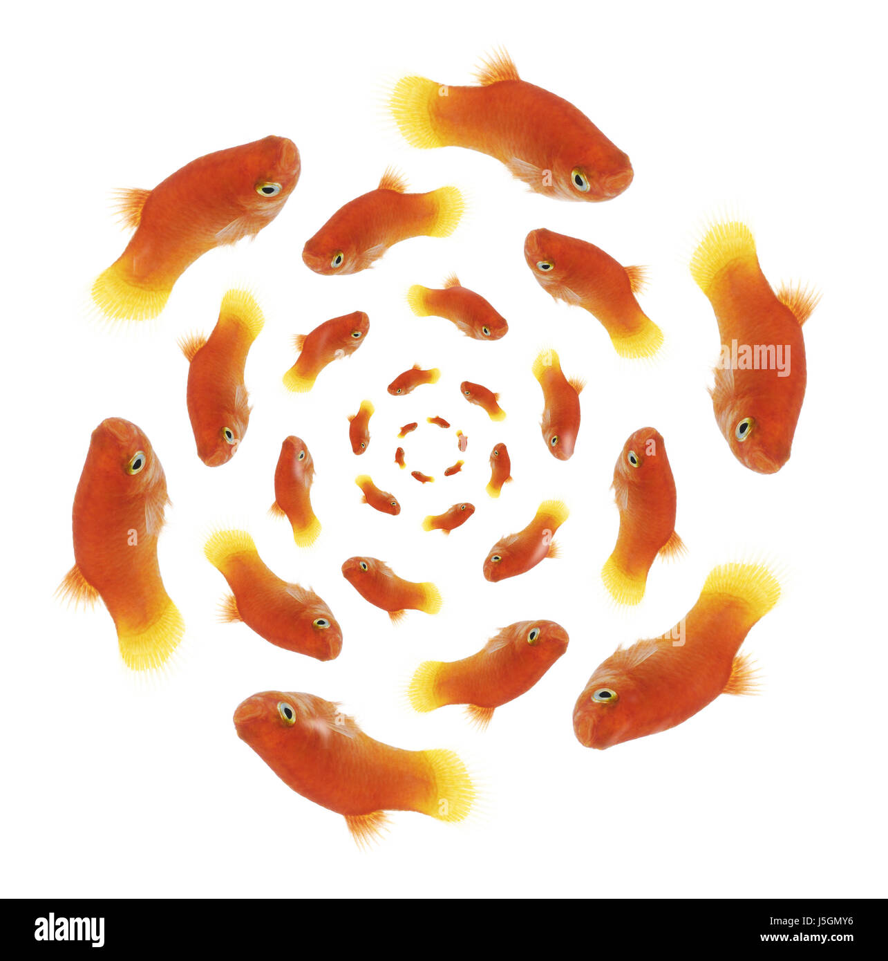 colour model design project concept plan draft aquarium fish blank ...