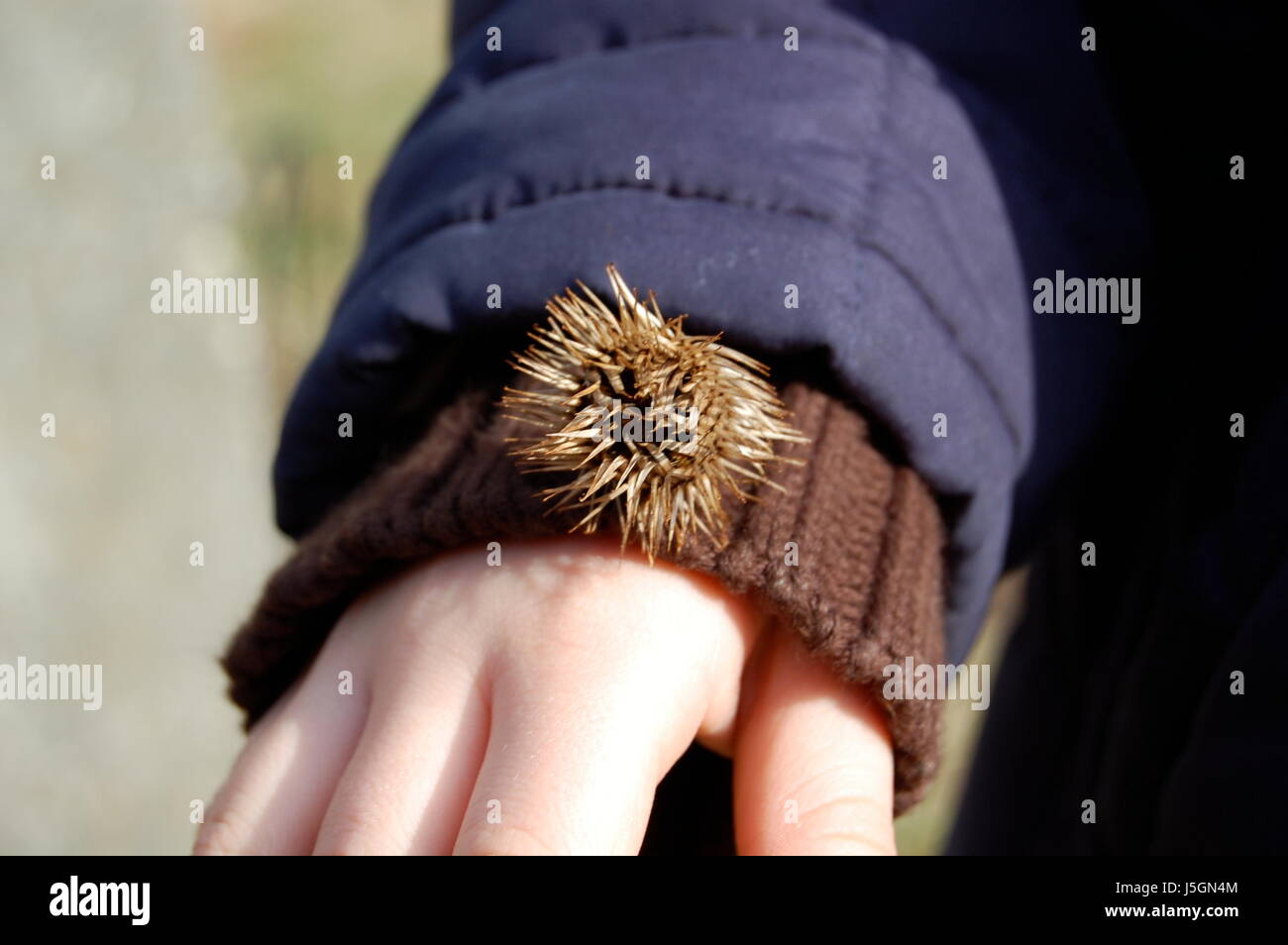 burdock in children hand Stock Photo - Alamy