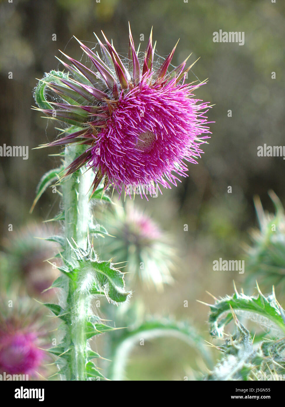 leaf colour green coloured prickle thorns pointed purple stalk sting ...