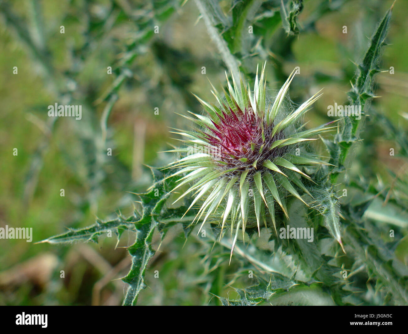 leaf green prickle thorns pointed purple sting bud violet thistle ...