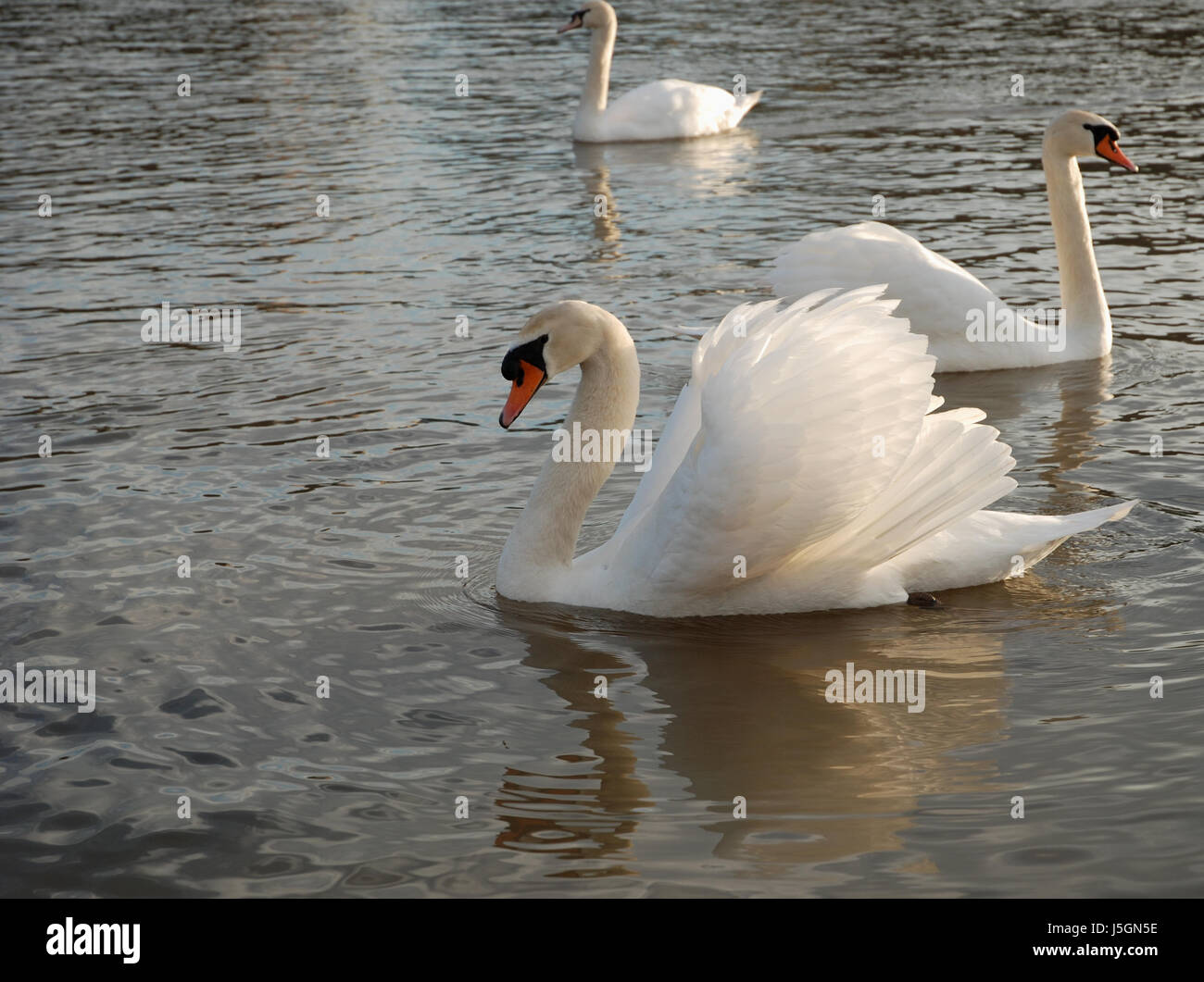 bird swans black swarthy jetblack deep black swan birds blank european ...