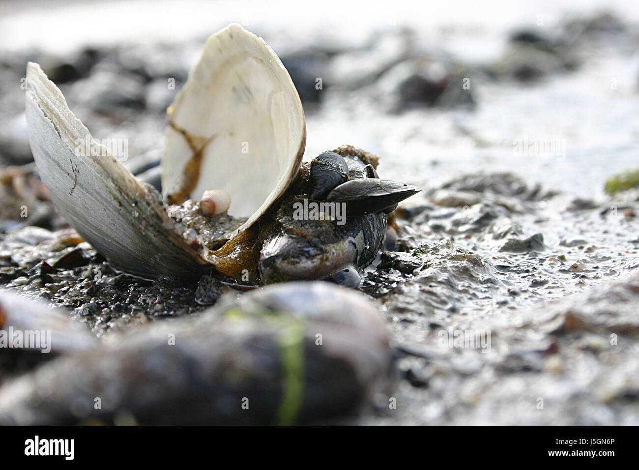 Struktur shell hi-res stock photography and images - Alamy