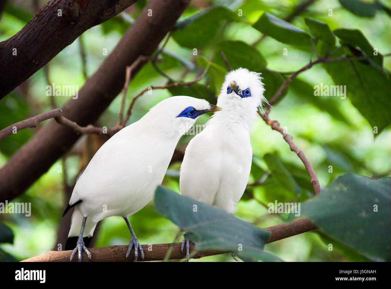 tree bird green asia leaves birds blank european caucasian anger ...