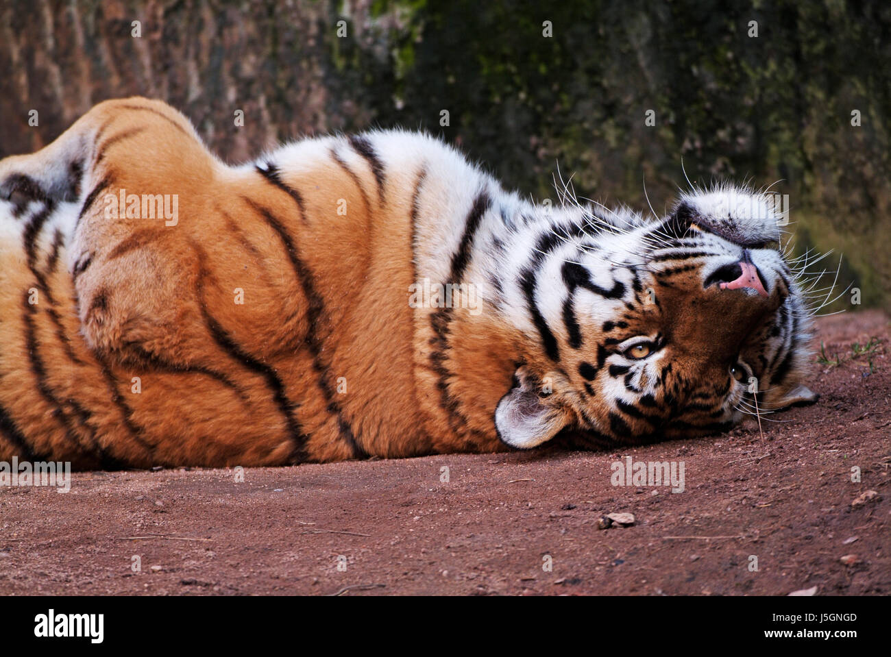 animal mammal animals big cat feline predator cat tiger lie lying lies ...