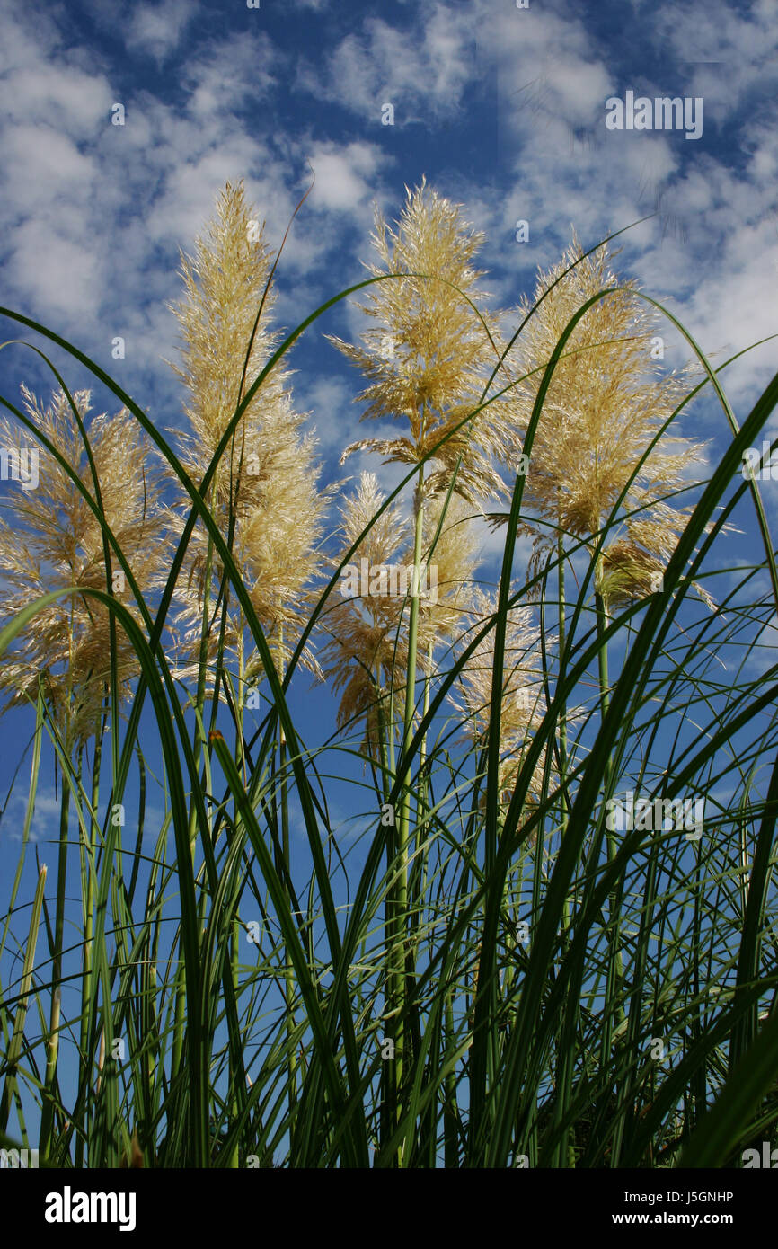 straws in the wind Stock Photo - Alamy