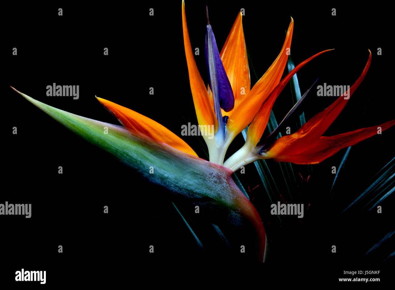 Parrot flower hi-res stock photography and images - Alamy