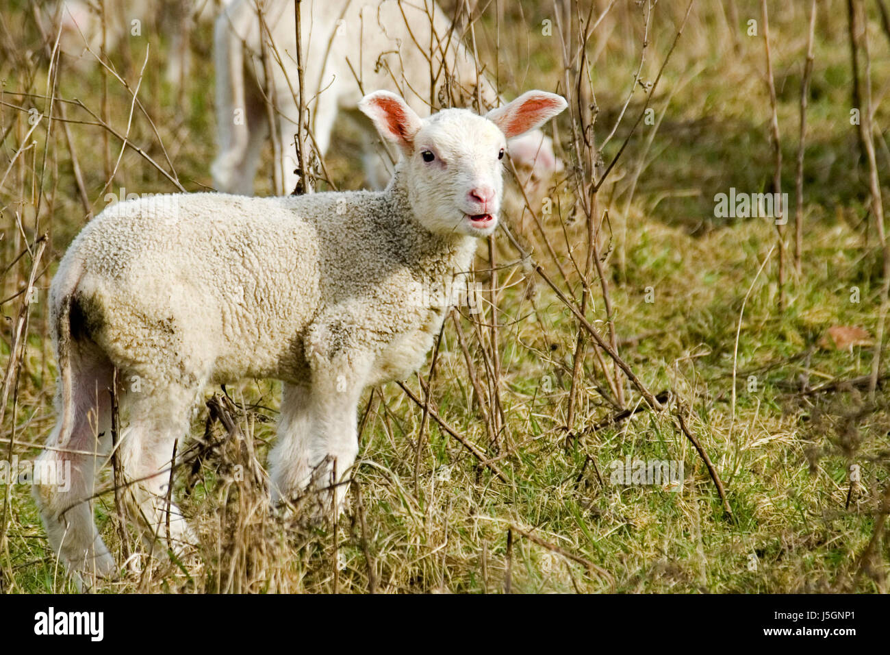 animal skin sheep wool easter dirty young animal lambkin cute lamb ...