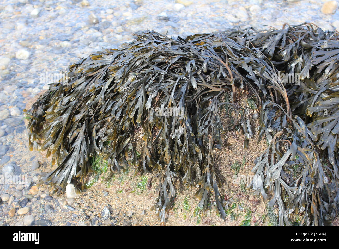 seaweed stranded at high tide Stock Photo - Alamy