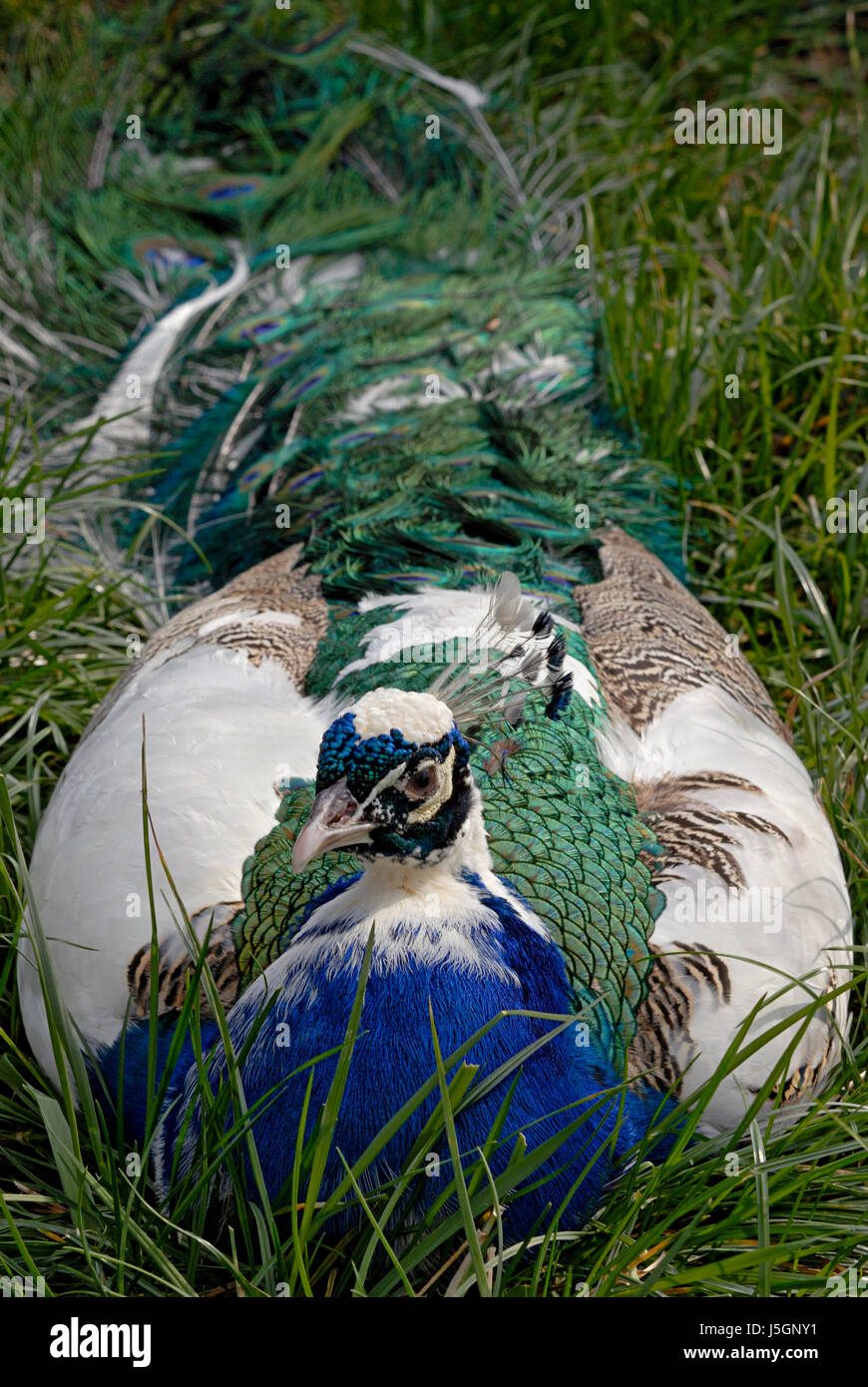 a peacock is recovering from swagger Stock Photo - Alamy