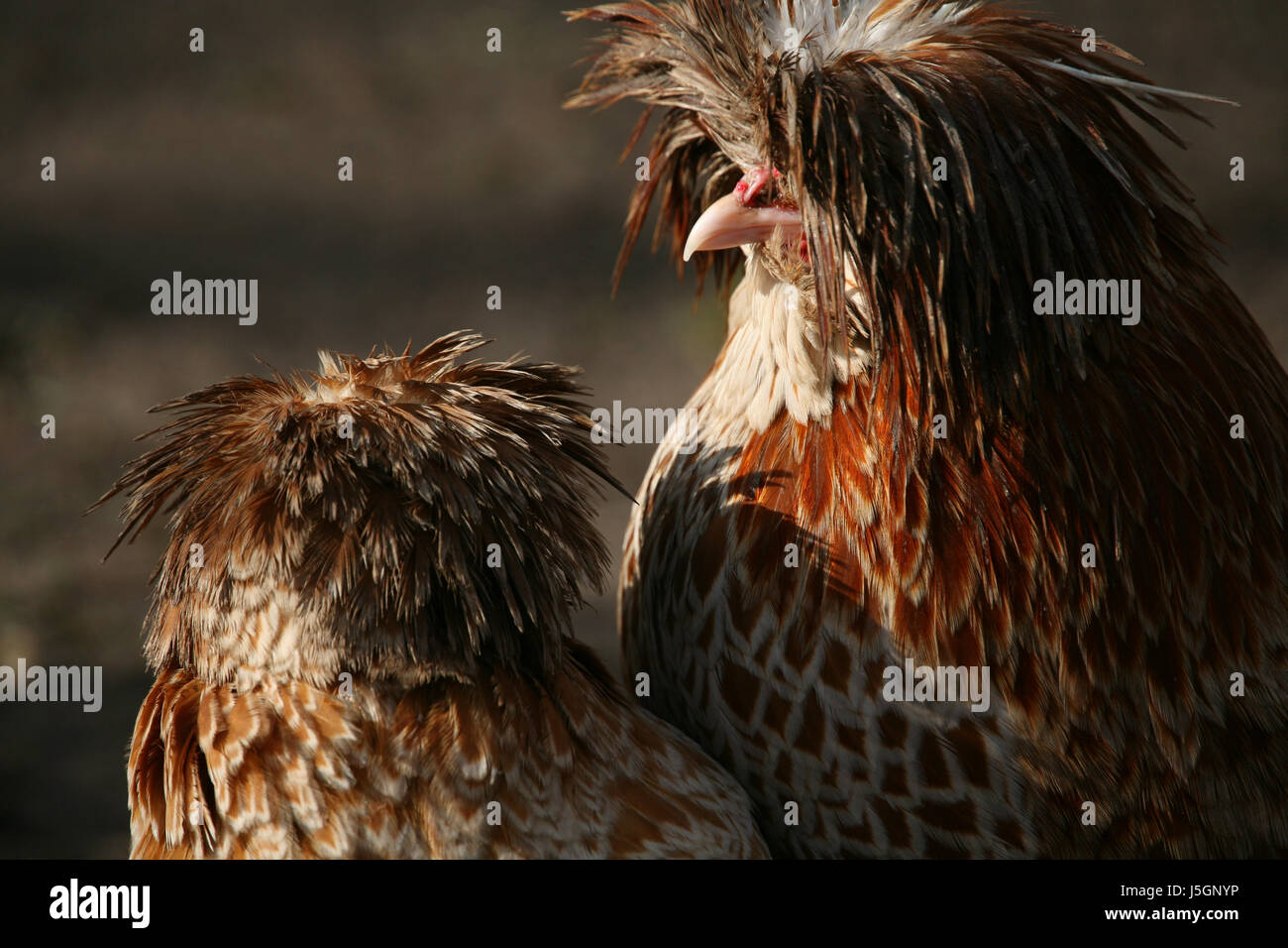bird birds feathers feathering poultry male cap chicken female hen ...