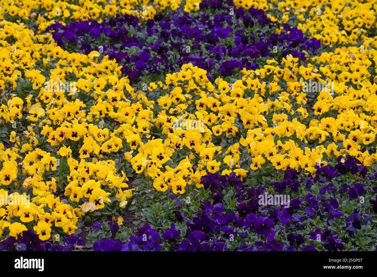yellow and blue violets Stock Photo - Alamy