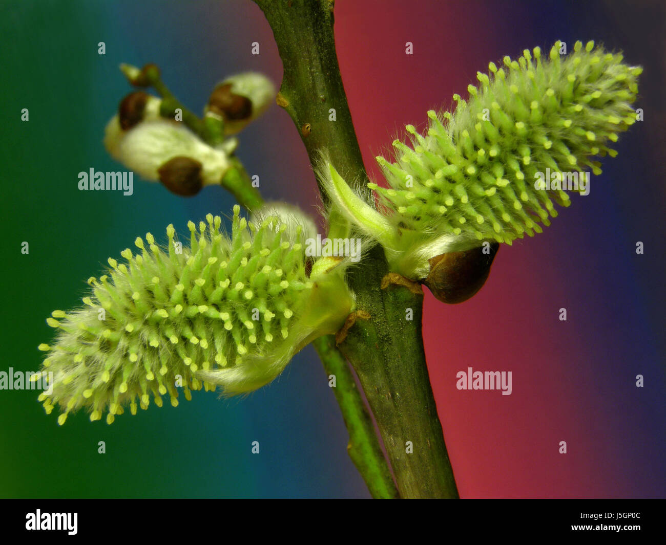 blossoms coloured branch willow catkin colour bleed sallow colors ...