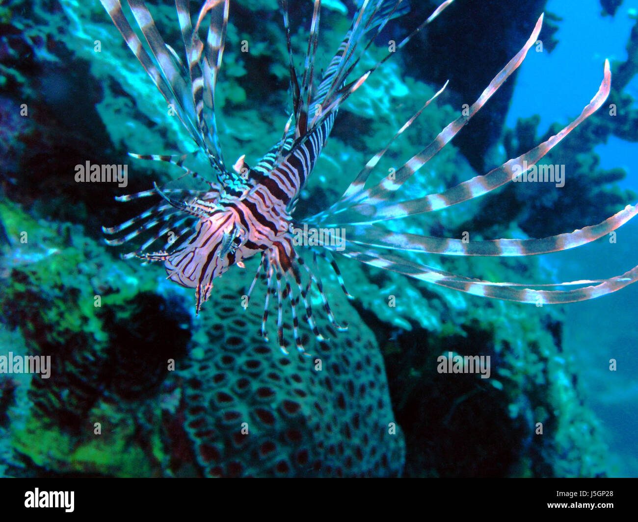 danger fish underwater prickle float sting dive poison fins pisces reef ...